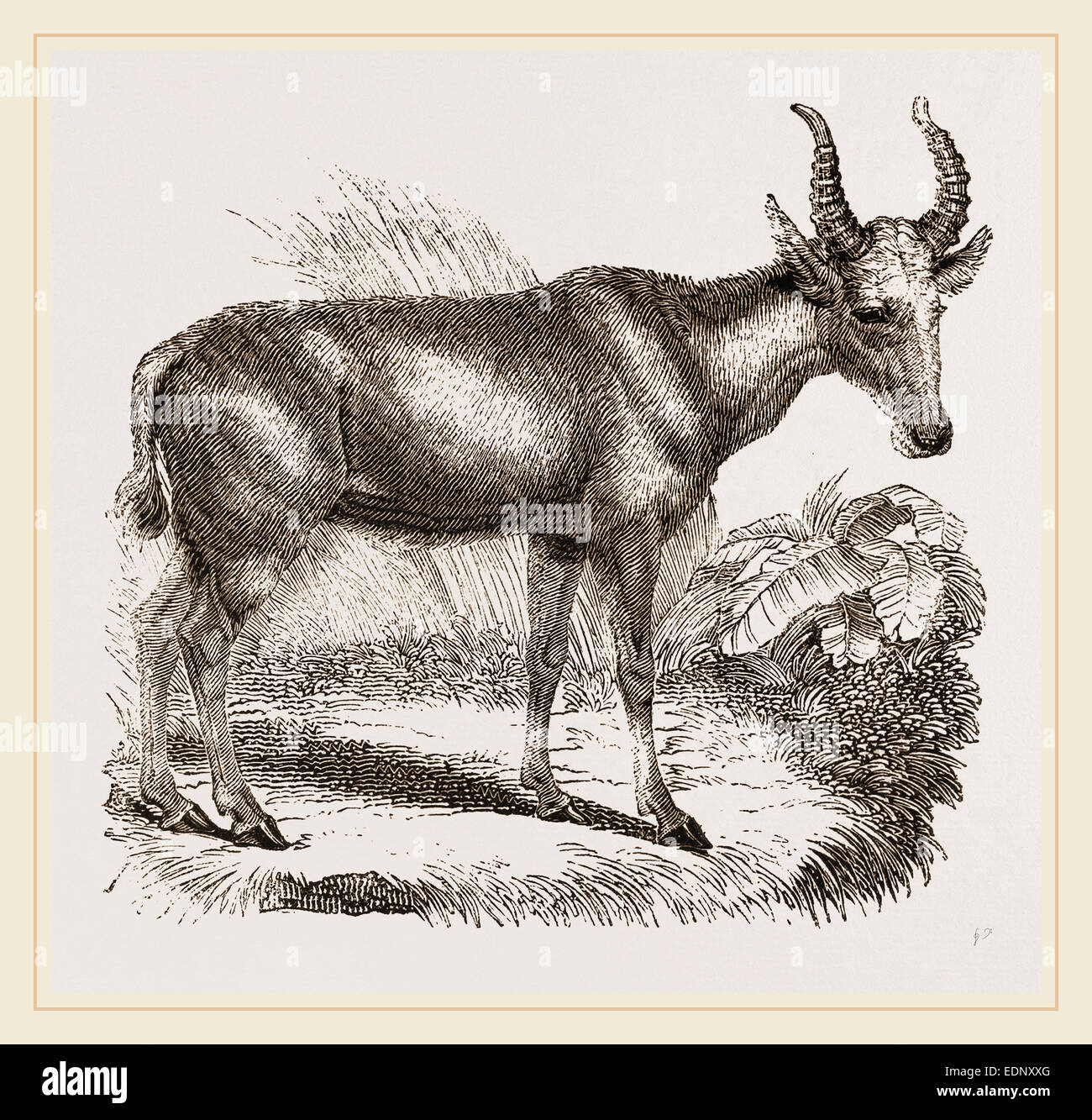 Wild Ox of the Arabs Stock Photo - Alamy