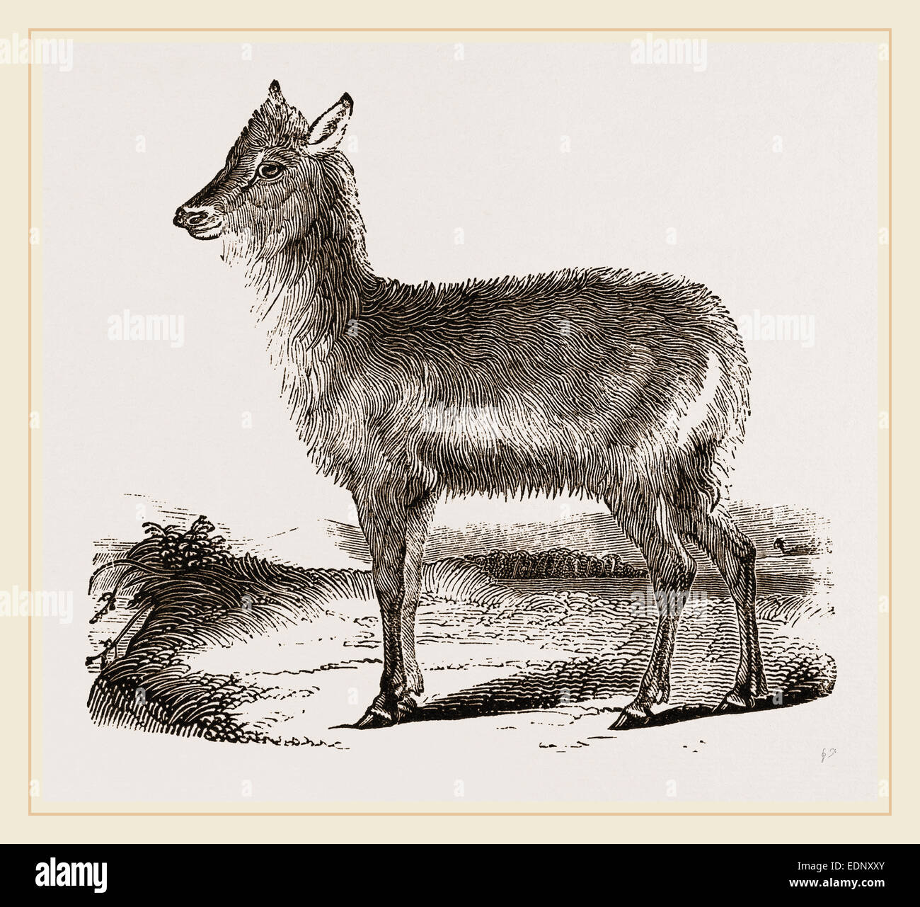 Koba High Resolution Stock Photography and Images - Alamy