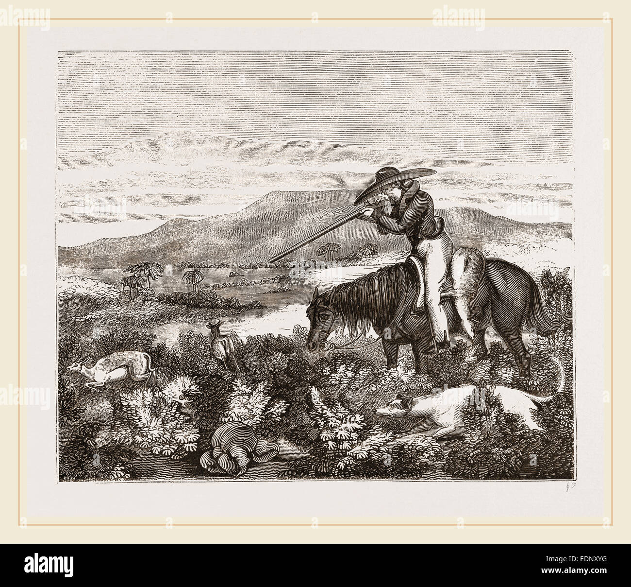 Springbuck hunting hi-res stock photography and images - Alamy