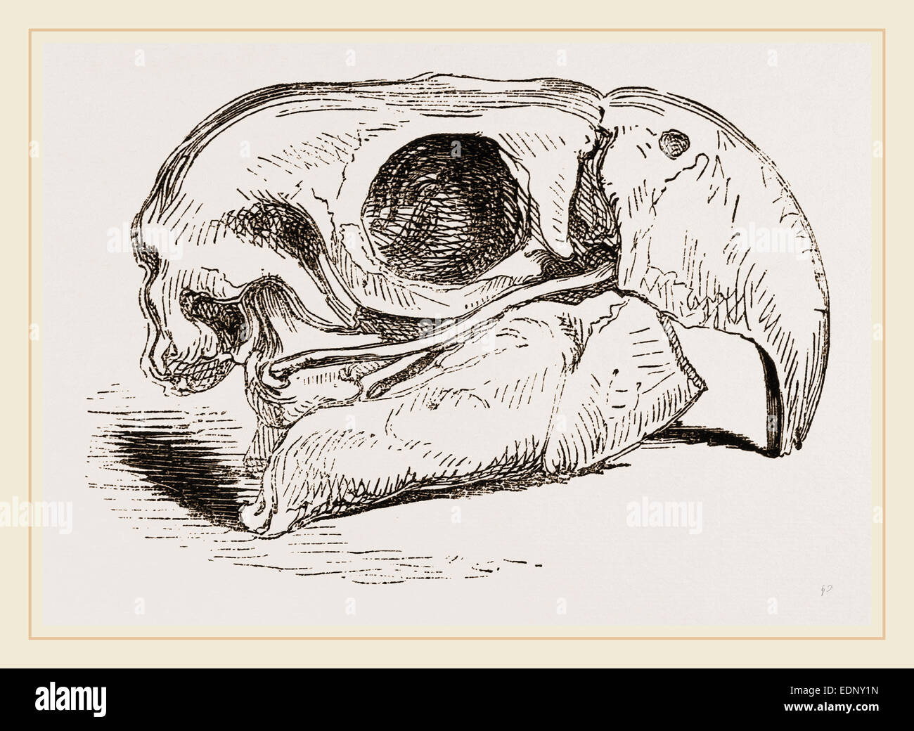 Skull of Macaw Stock Photo - Alamy