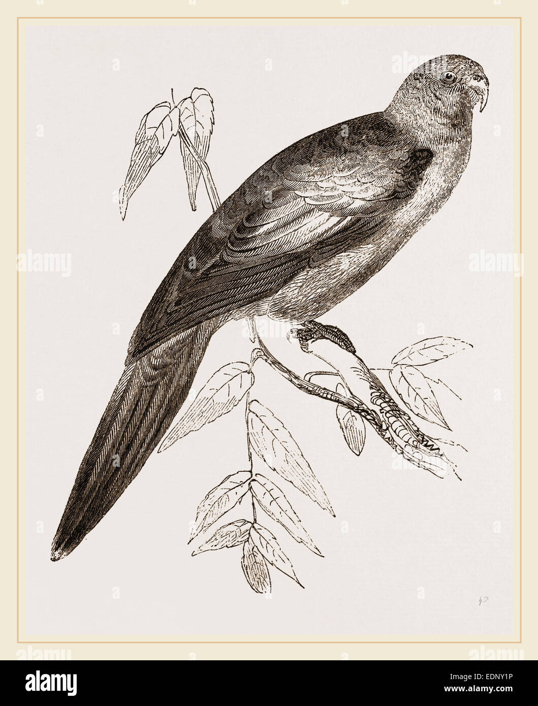 Tabuan hi-res stock photography and images - Alamy