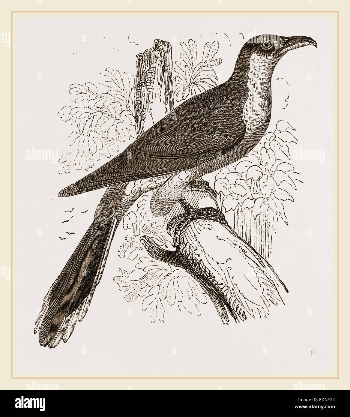 History of cuckoo hi-res stock photography and images - Alamy