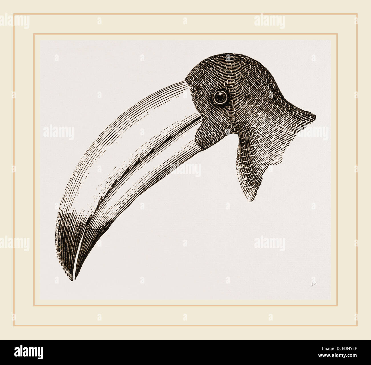 Head of Toucan Stock Photo - Alamy