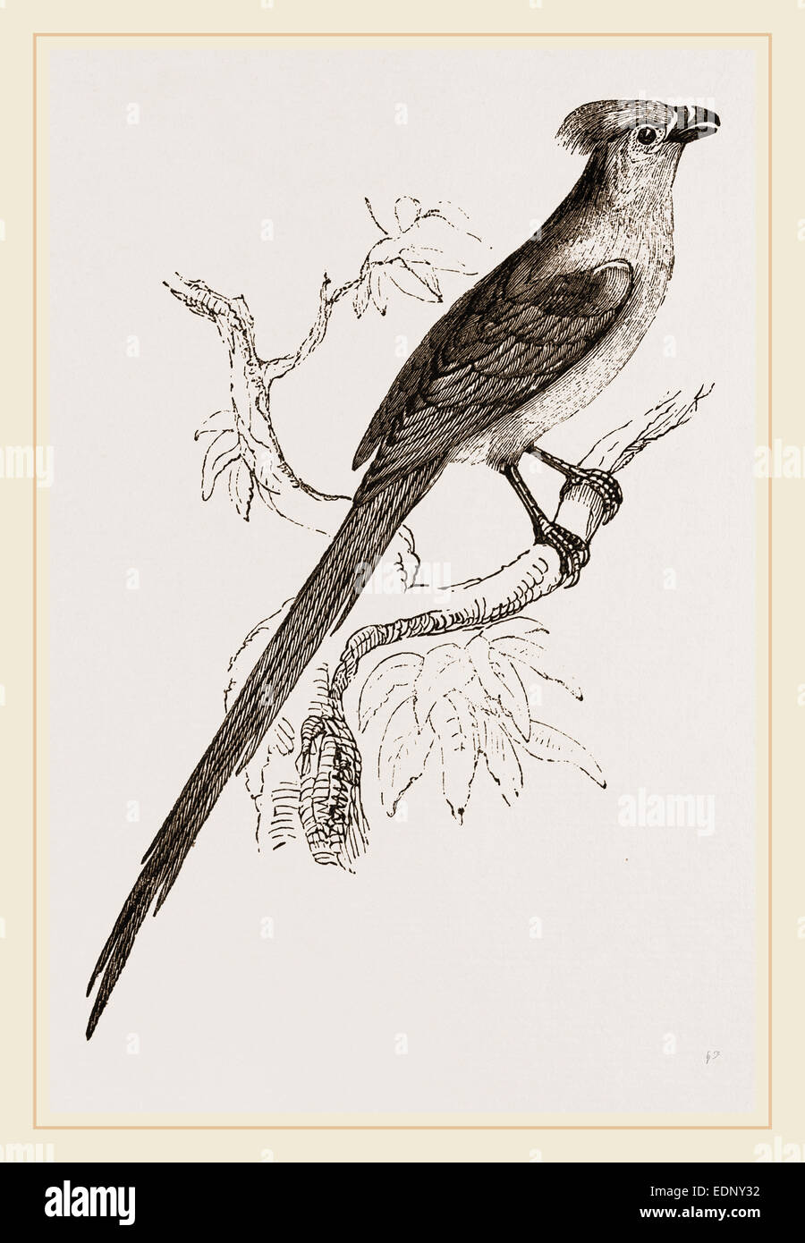 Senegal coly hi-res stock photography and images - Alamy