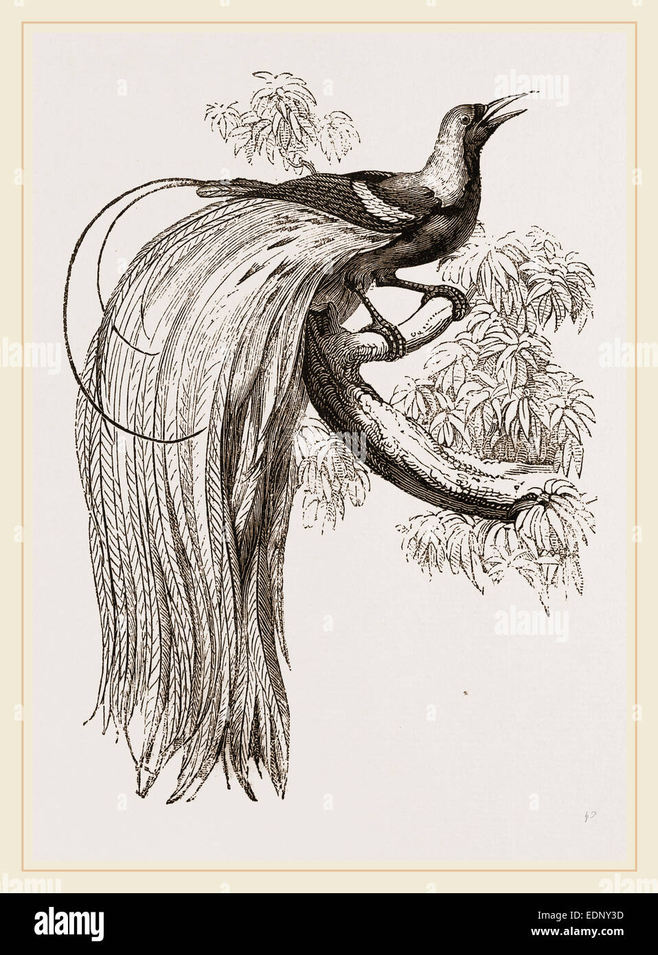 Emerald Bird of Paradise Stock Photo - Alamy