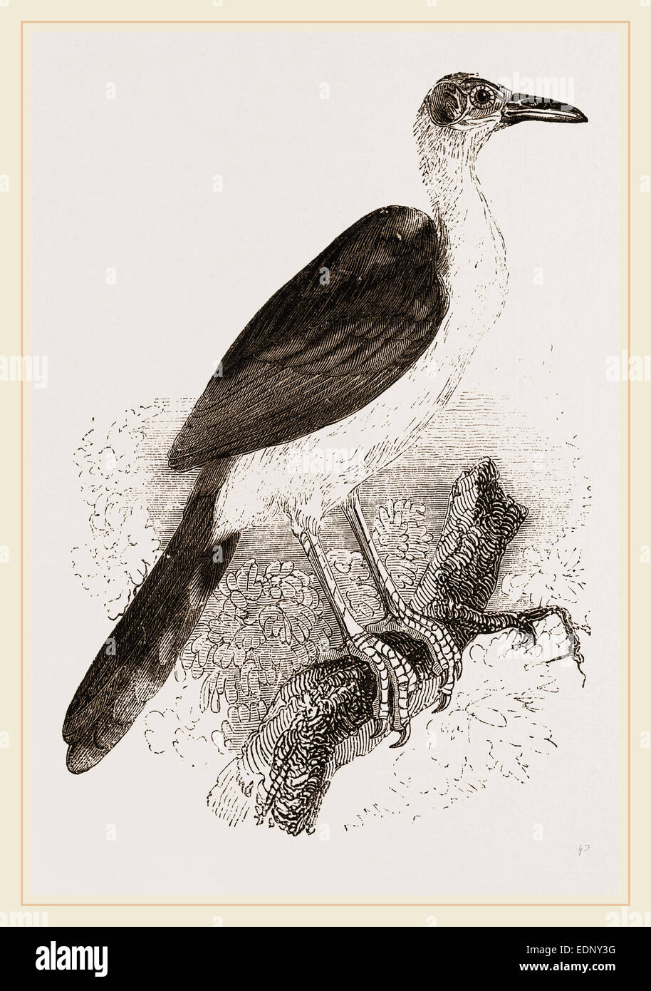 Bald headed crow hi-res stock photography and images - Alamy