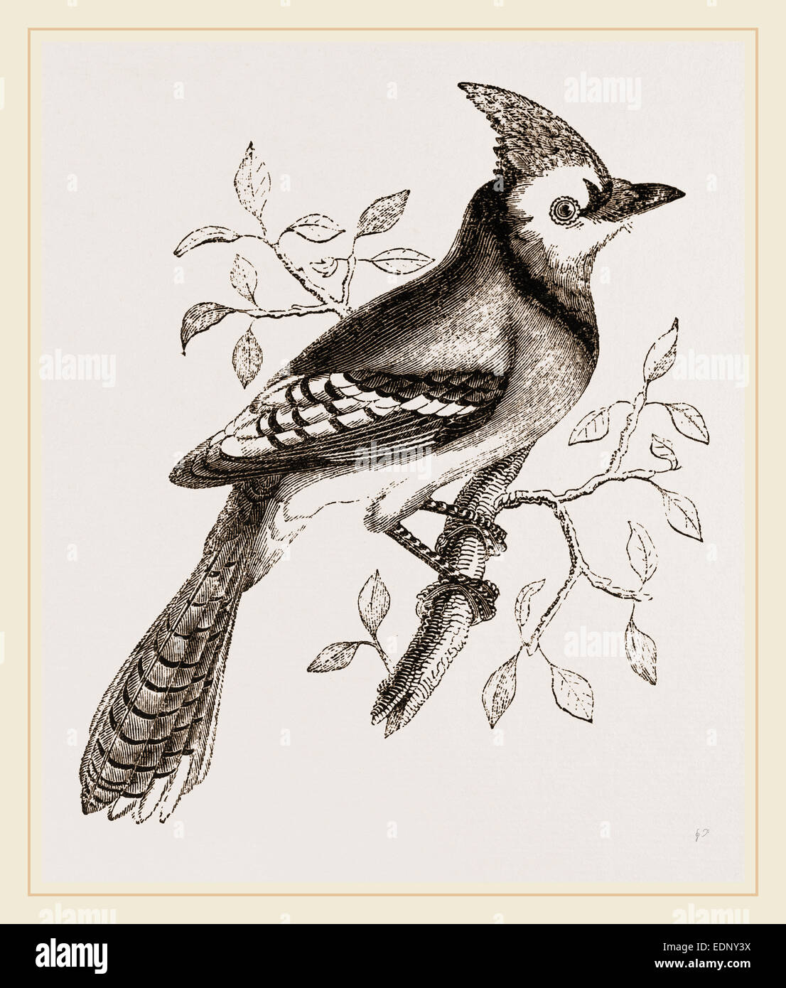 Bine hi-res stock photography and images - Alamy