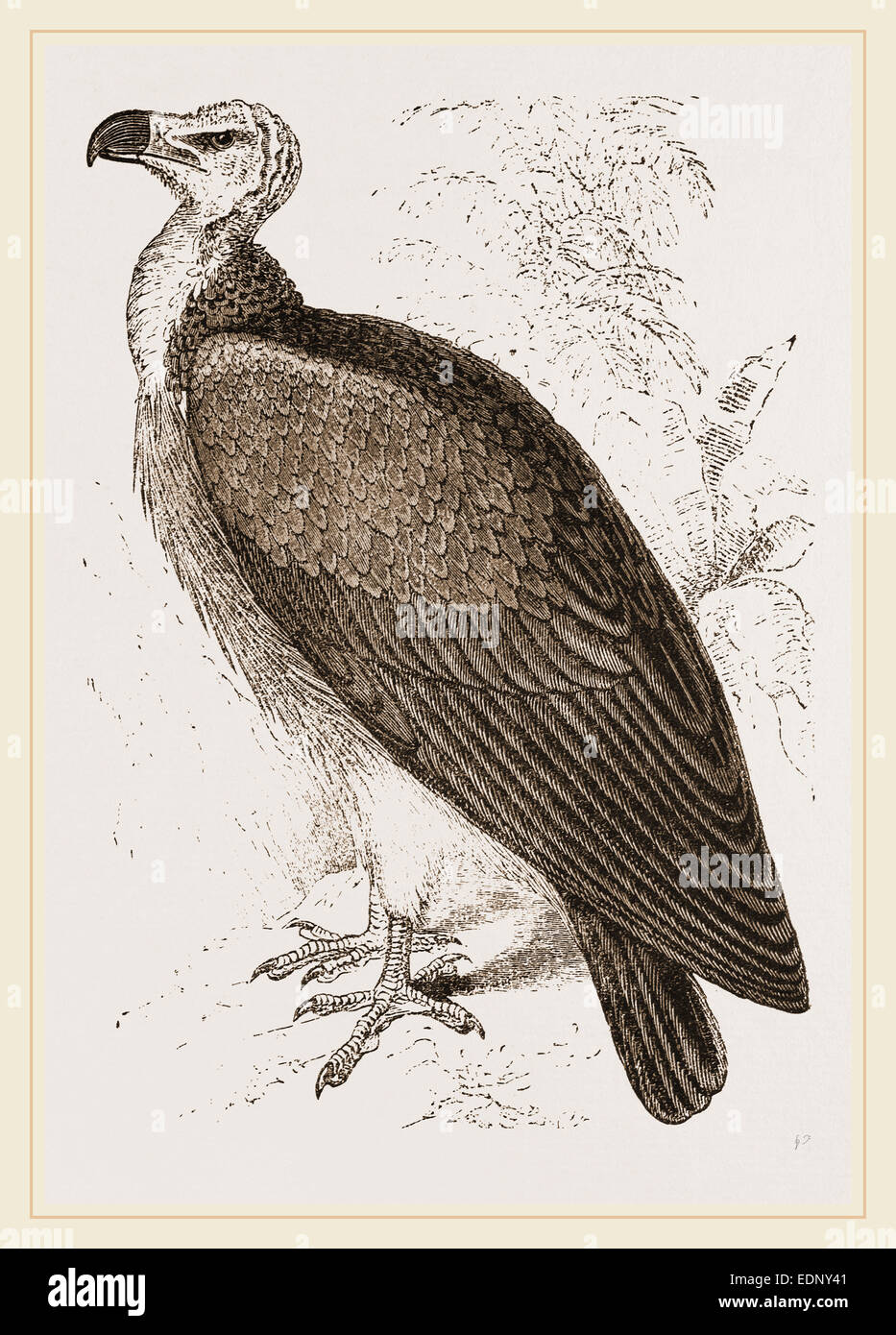 Sociable vulture hi-res stock photography and images - Alamy
