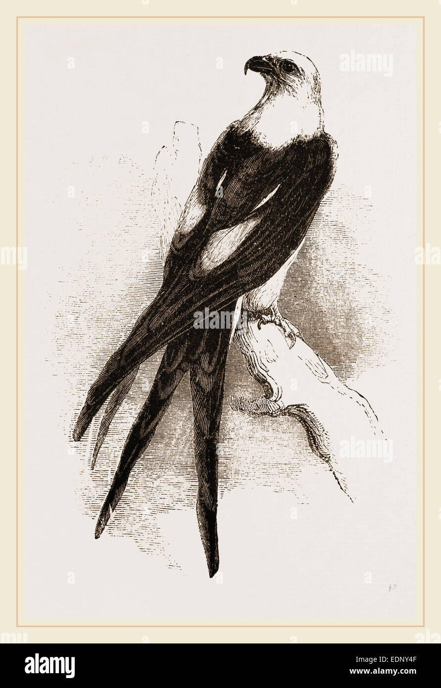 Swallow tailed hawk hi-res stock photography and images - Alamy