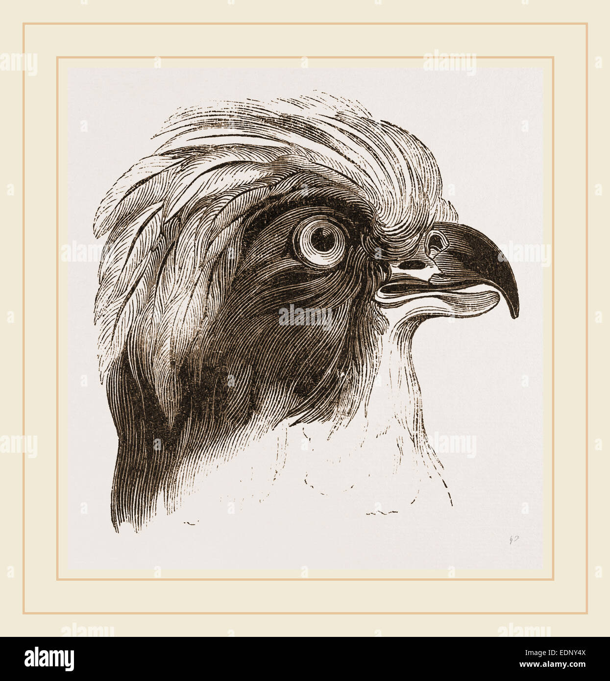 Head of Laughing Hawk Stock Photo - Alamy