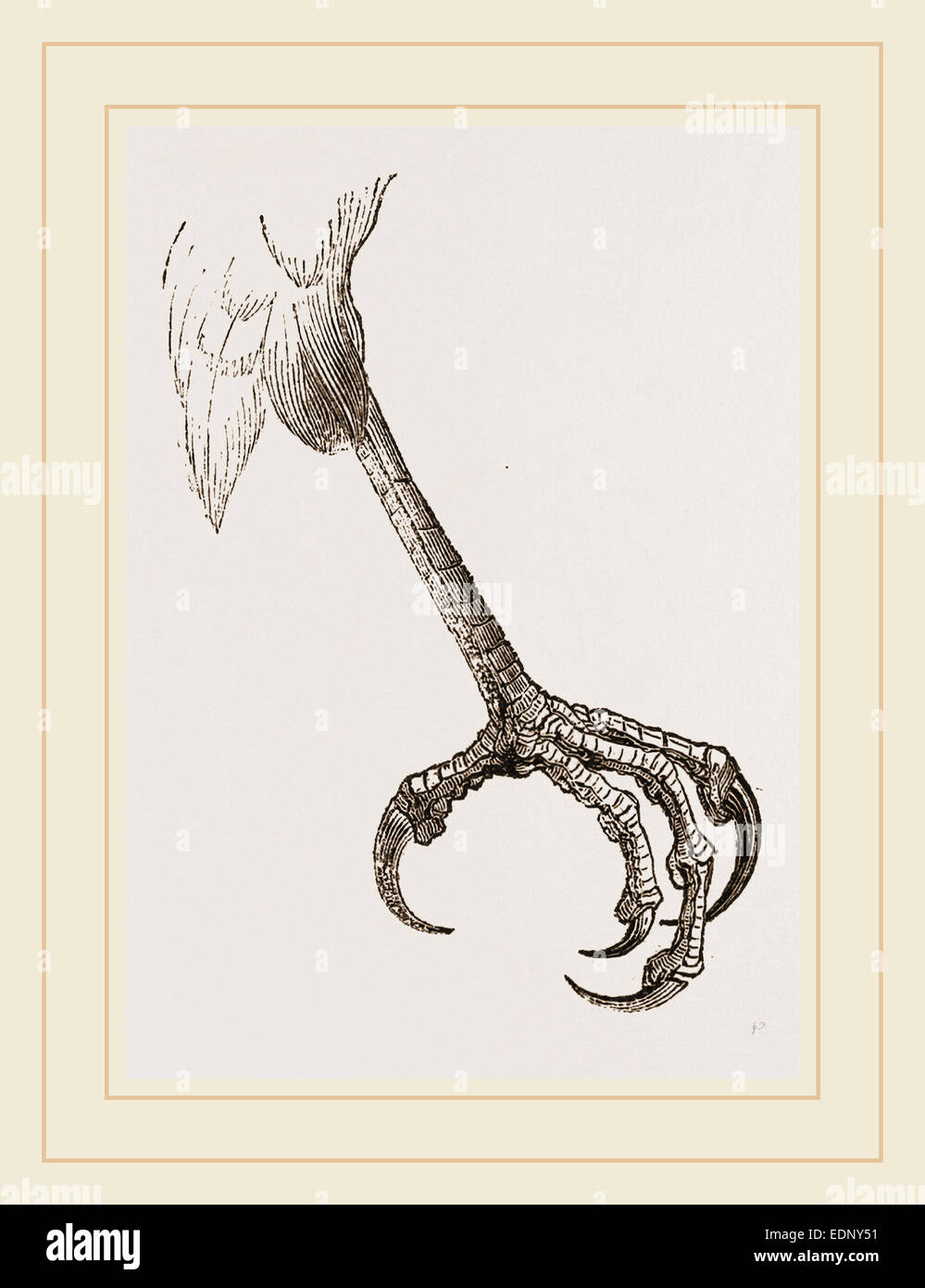 Foot of Sparrow-Hawk Stock Photo - Alamy