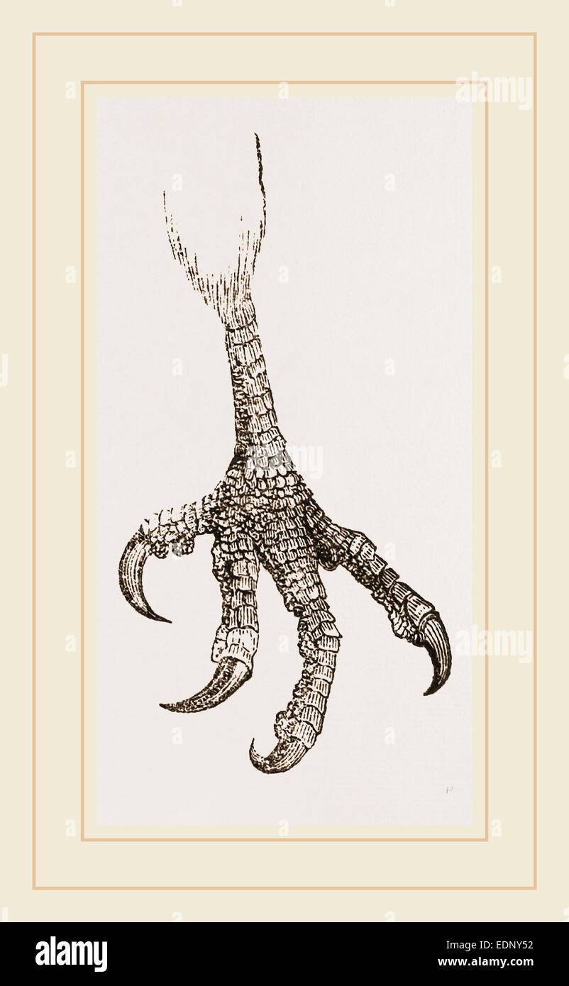 Foot of Laughing Hawk Stock Photo - Alamy