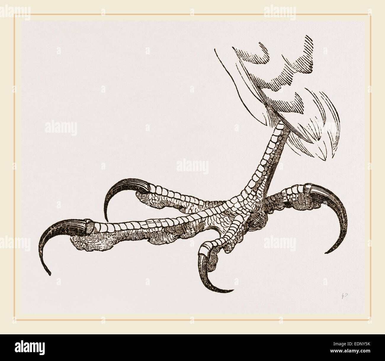 Foot of Peregrine Falcon Stock Photo - Alamy