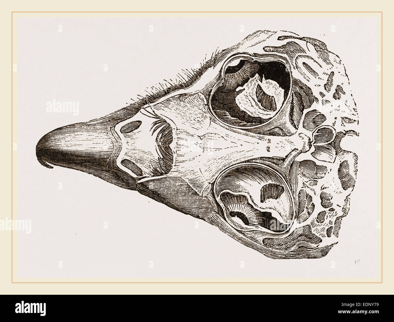 Skull of Eagle Stock Photo - Alamy