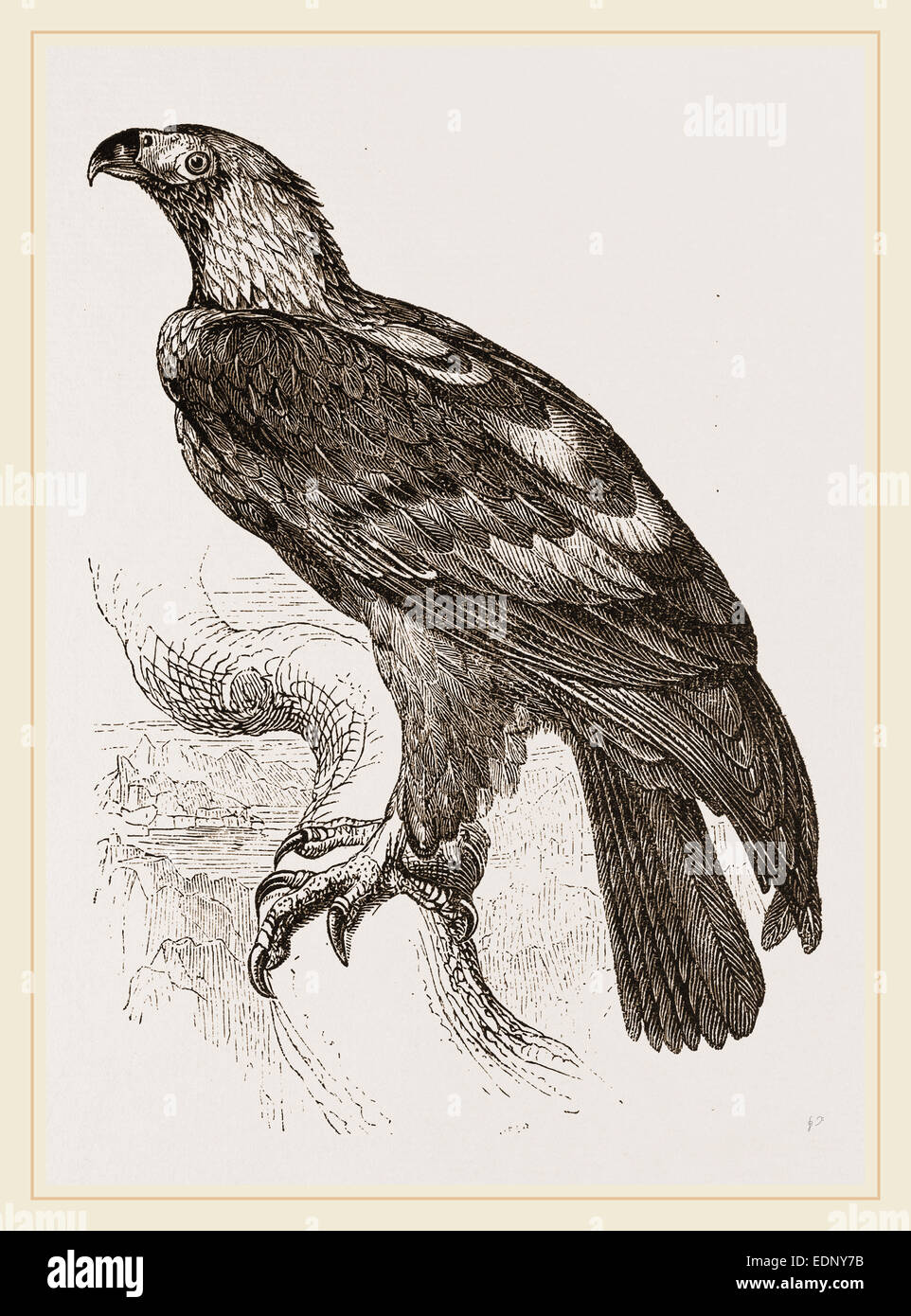 Natural eagle hi-res stock photography and images - Alamy