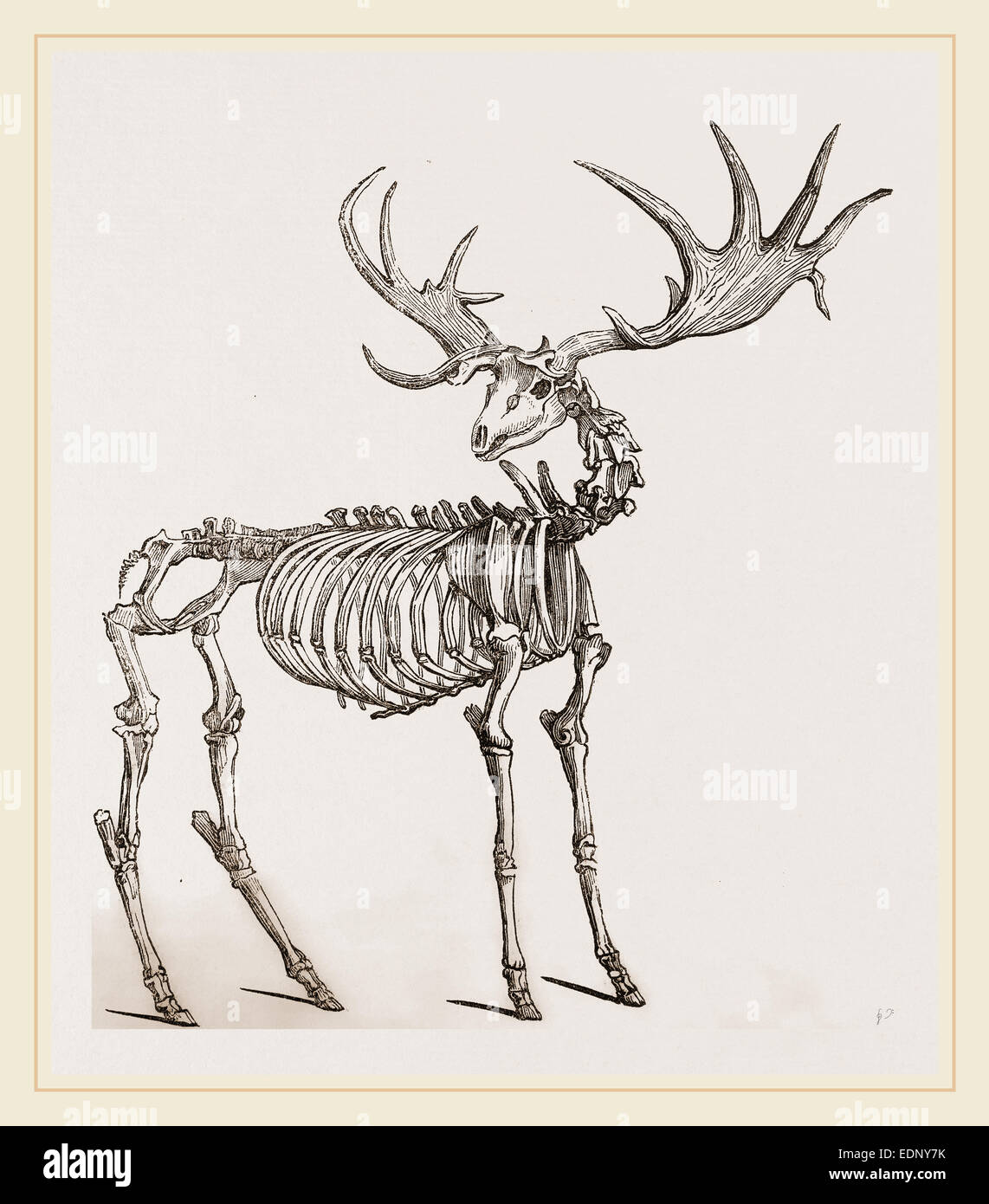 Skeleton of Fossil Elk Stock Photo - Alamy