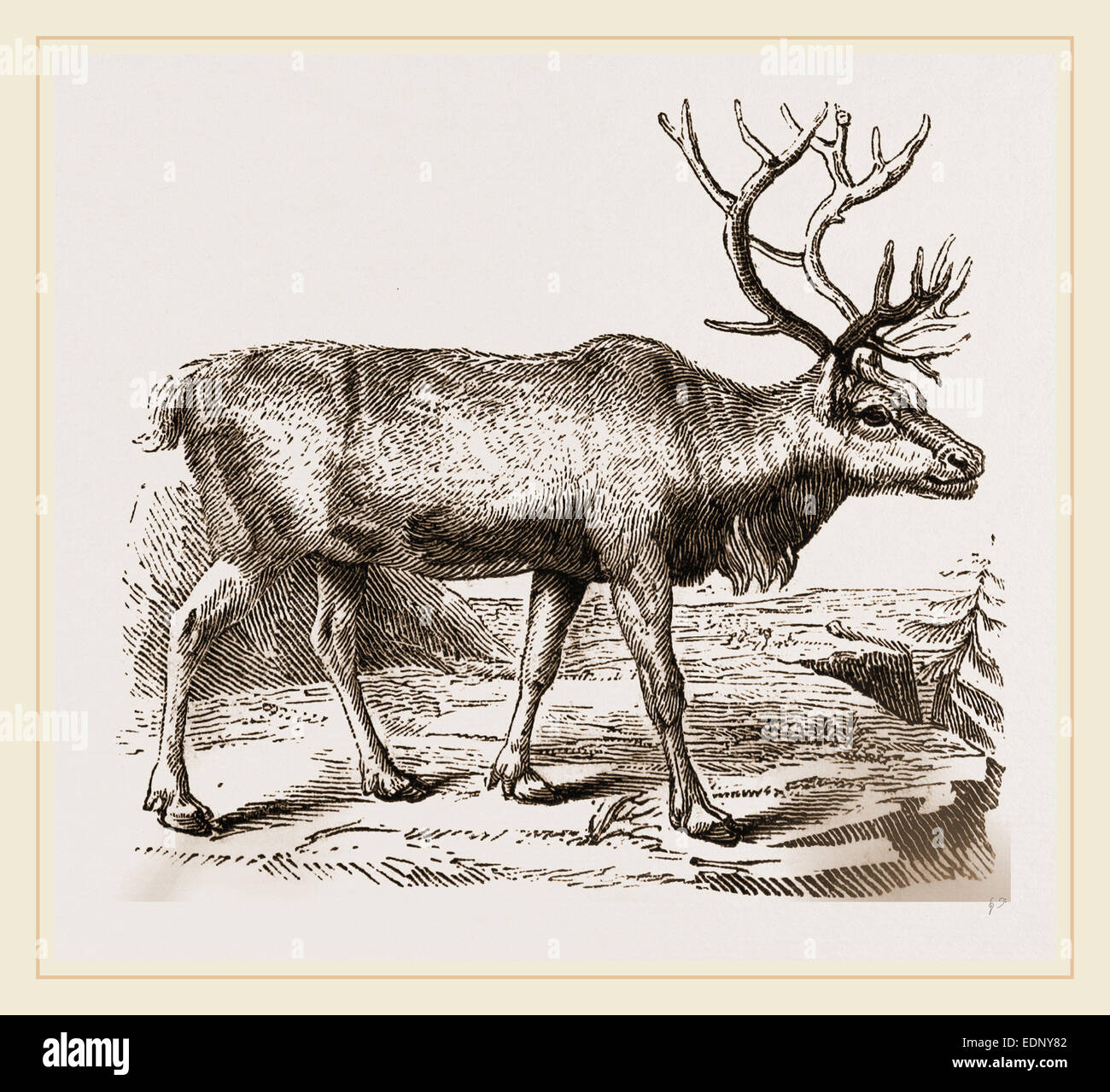 Rein hi-res stock photography and images - Alamy