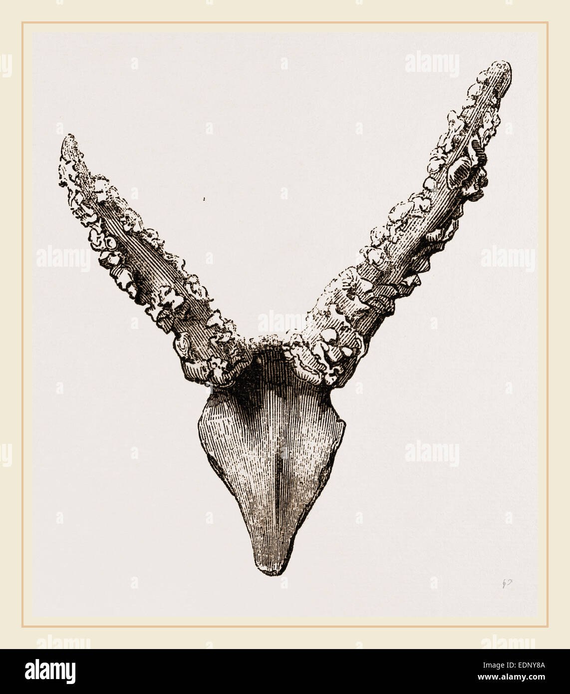 Horns of Fallow-Deer Stock Photo - Alamy