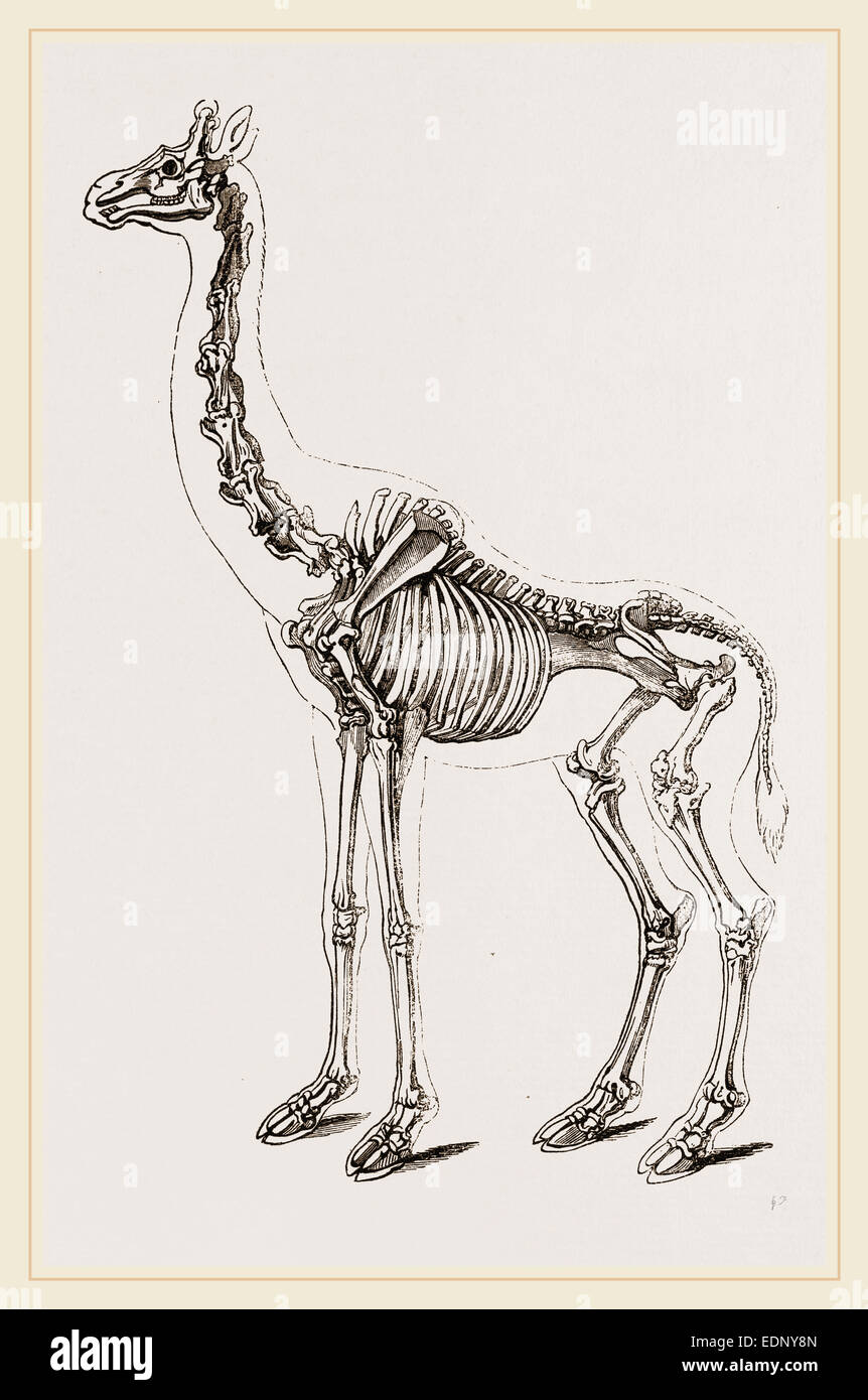 Skeleton of Giraffe Stock Photo - Alamy