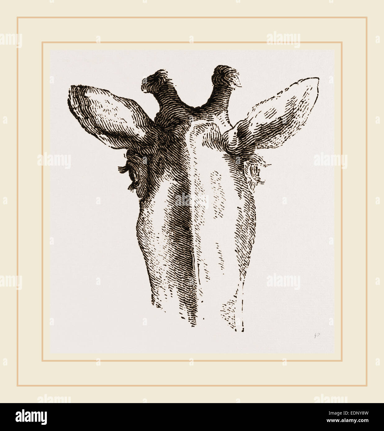 Back view of Giraffe's Head Stock Photo - Alamy