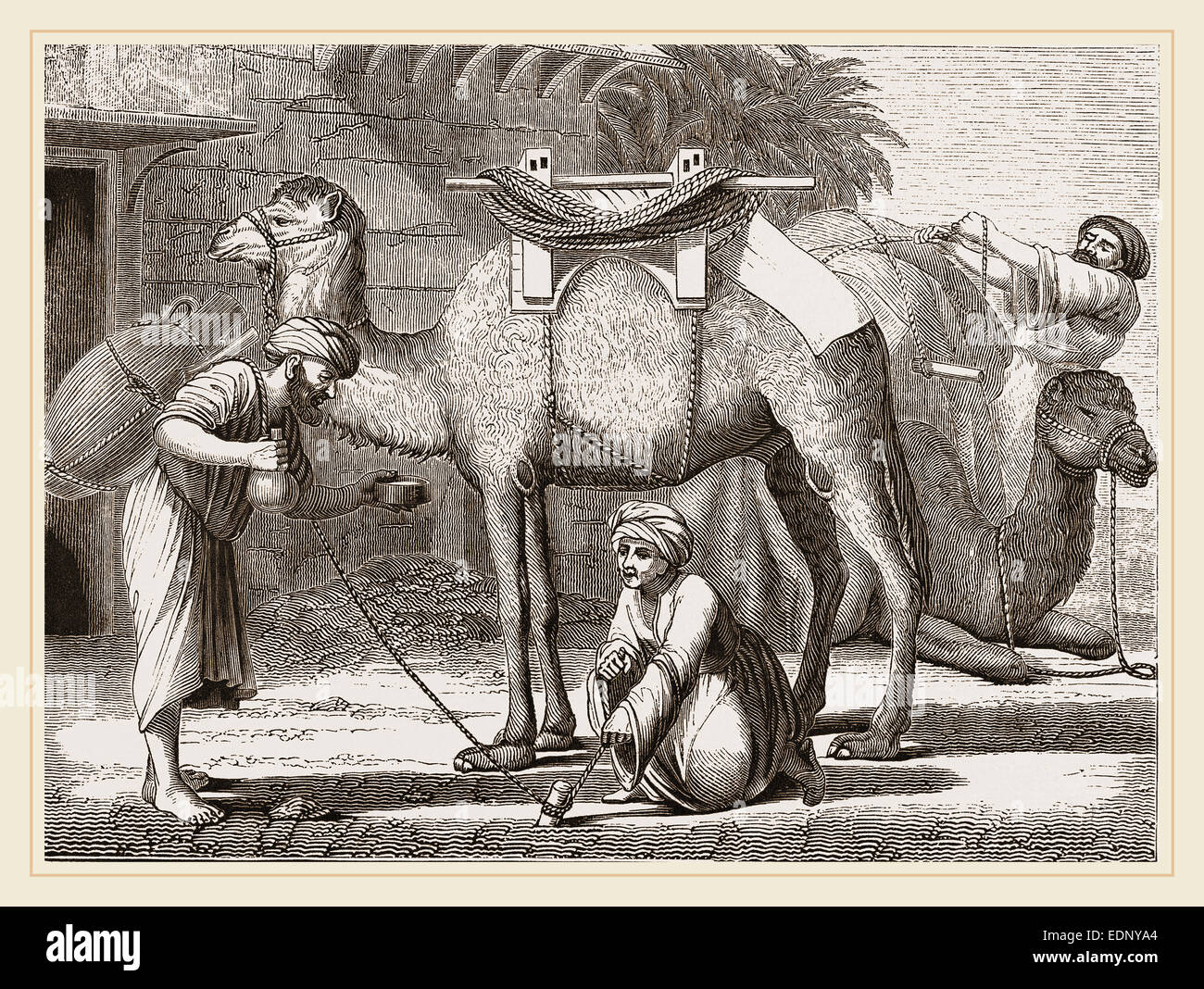 Loading the Camel Stock Photo - Alamy