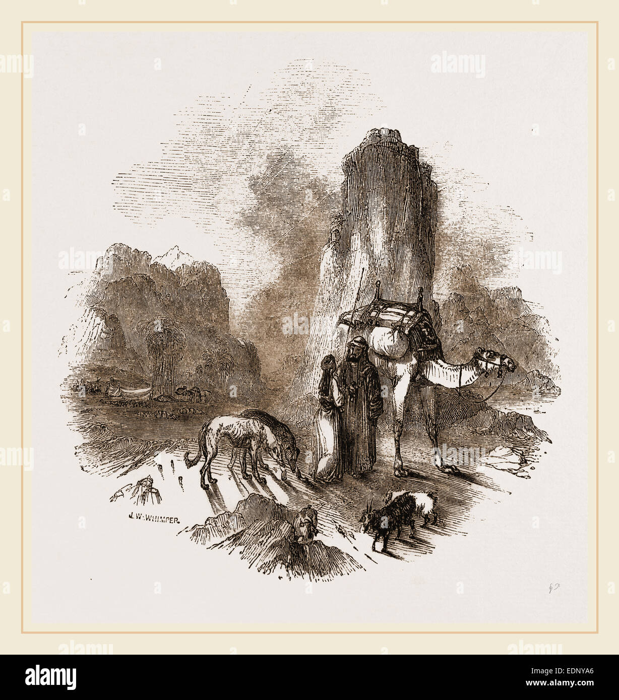 Camel of Swift Breed Stock Photo - Alamy