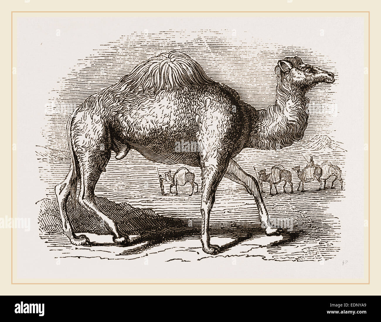 Camel biology hi-res stock photography and images - Alamy