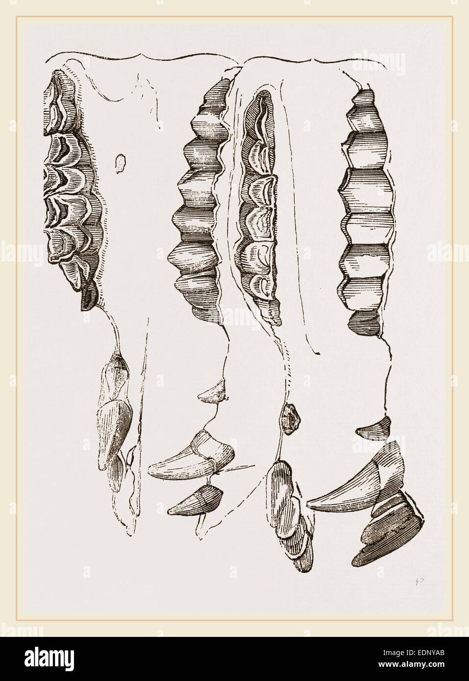 Teeth of Camel Stock Photo - Alamy