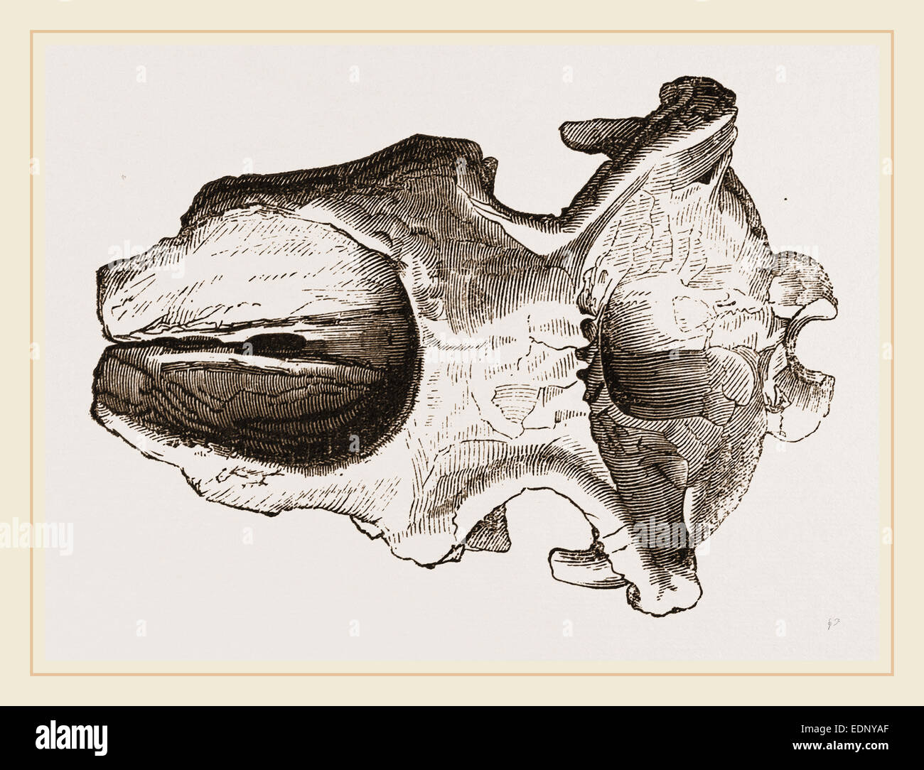 Dinotherium hi-res stock photography and images - Alamy