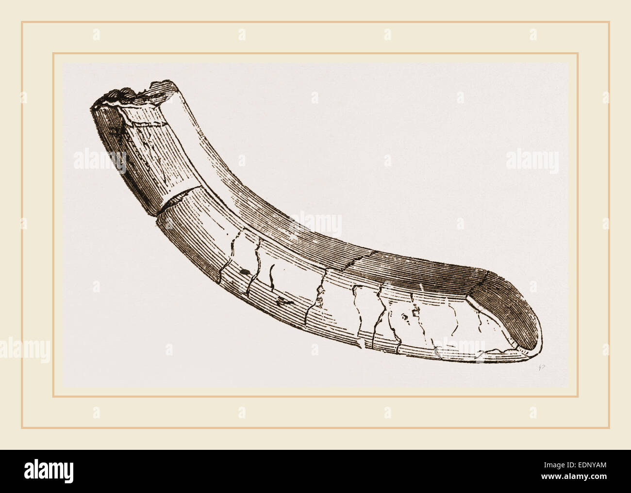 incisor of lower-jaw Toxodon Stock Photo - Alamy