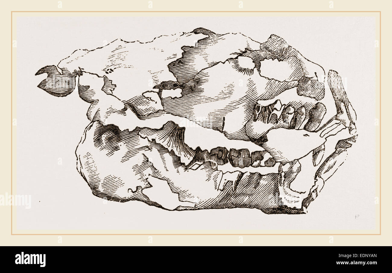 Fossil Skull Stock Photos & Fossil Skull Stock Images - Alamy