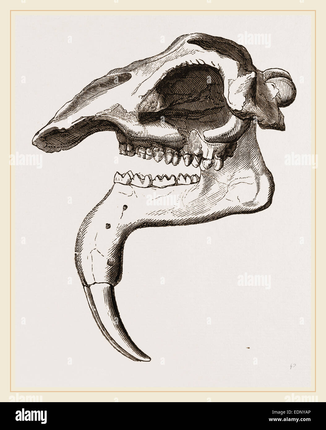 Skull of Dinotherium Stock Photo - Alamy