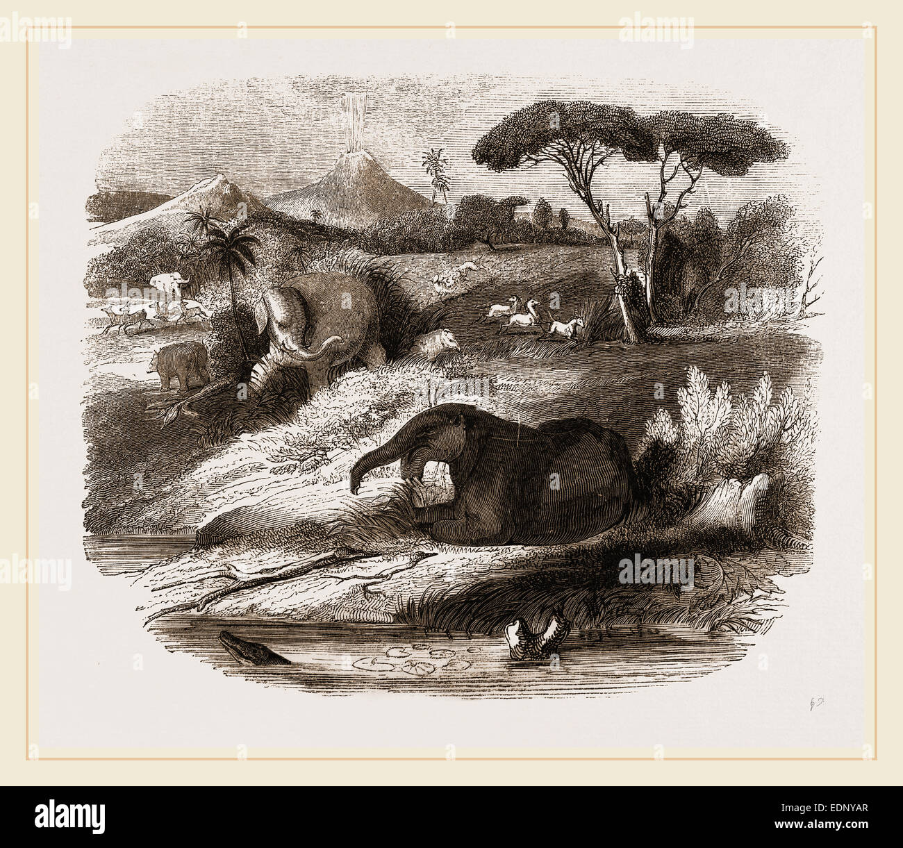 Dinotherium hi-res stock photography and images - Alamy