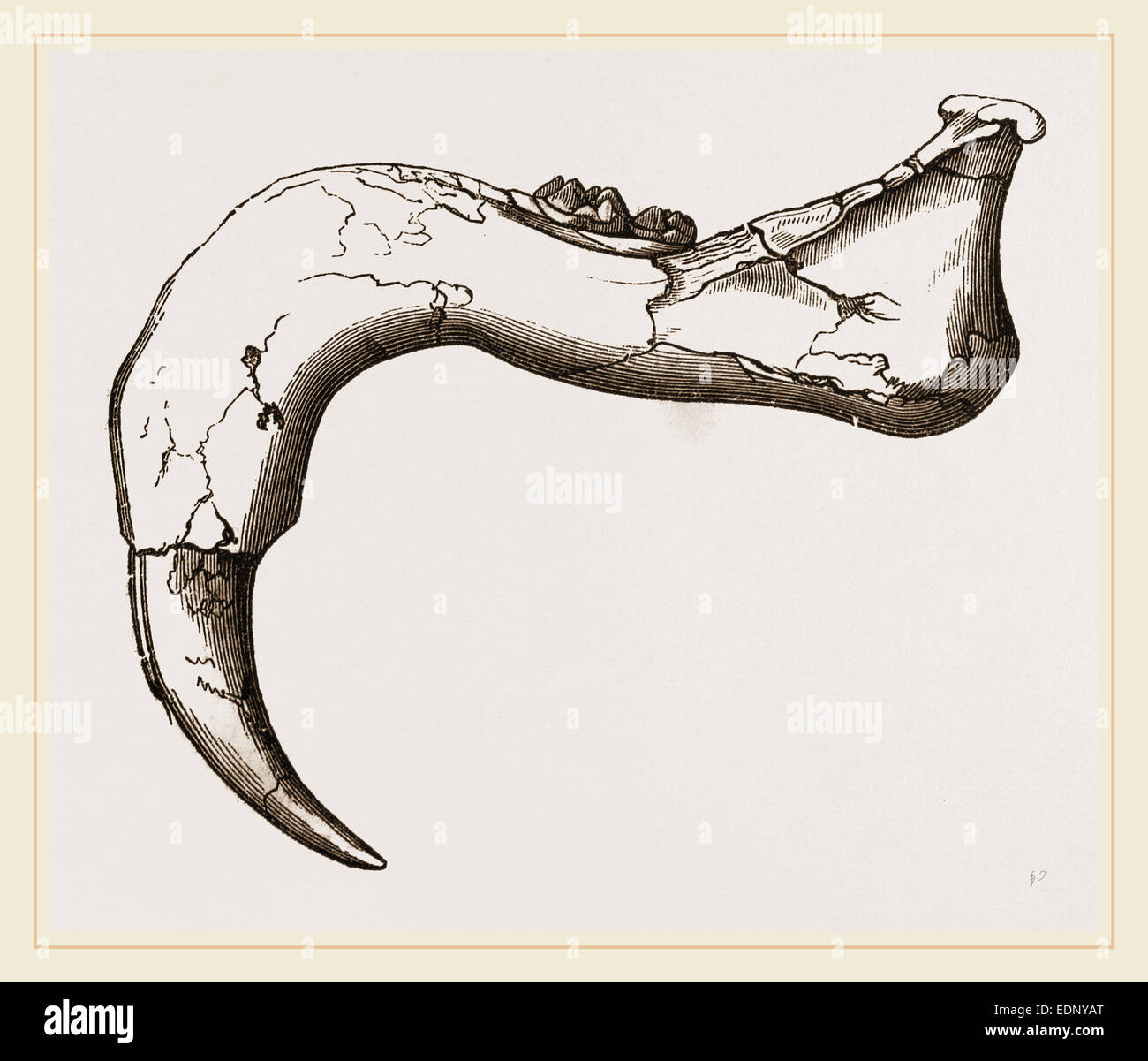 Lower-jaw of Dinotherium Stock Photo - Alamy