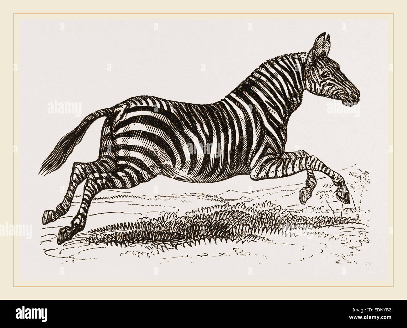 Biology biological hi-res stock photography and images - Alamy