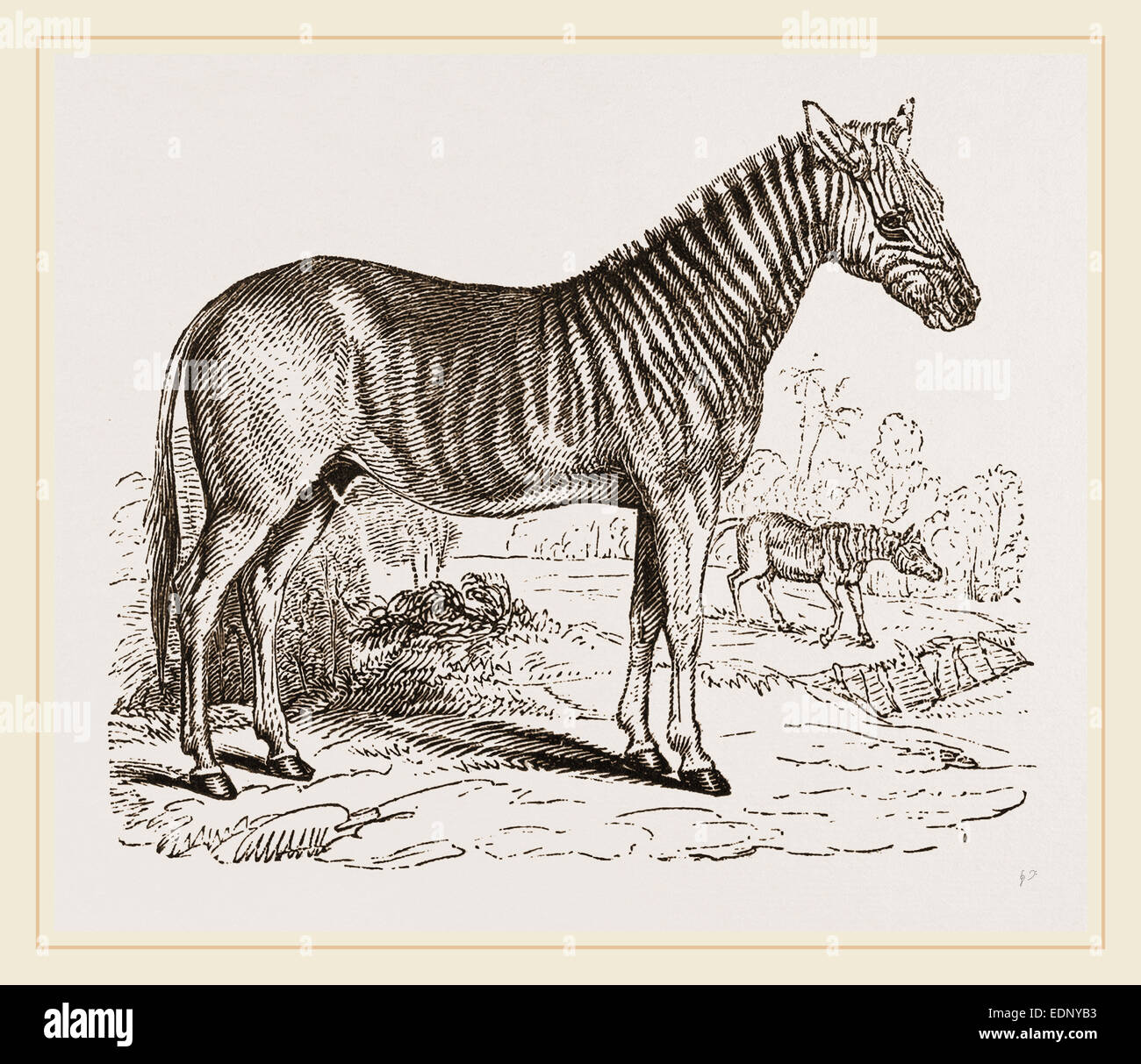 Quagga hi-res stock photography and images - Alamy