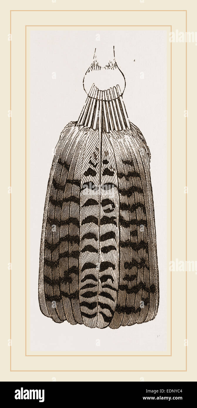 Tail of Buzzard Stock Photo - Alamy