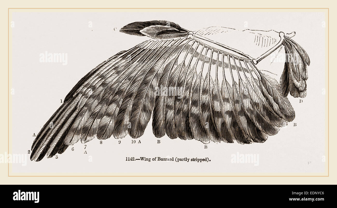 Wing of Buzzard Stock Photo - Alamy