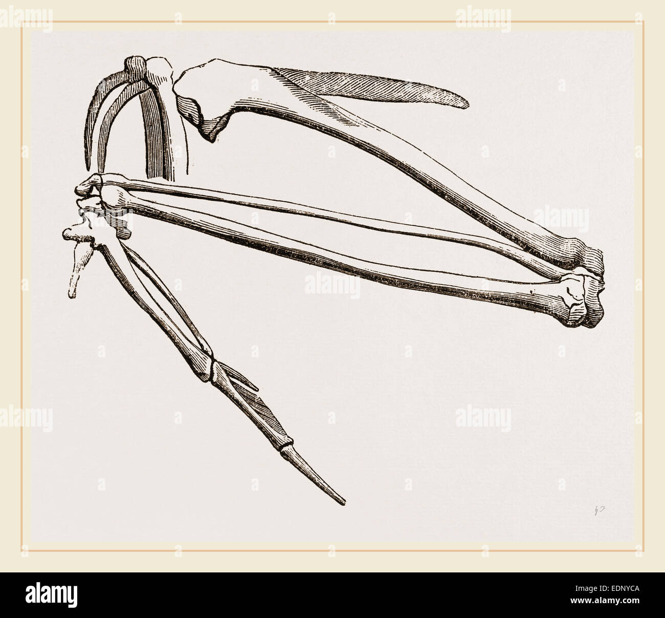 Bones of Hawk's Wing Stock Photo - Alamy