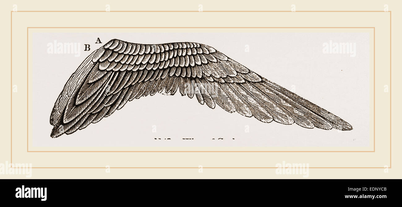 Wing of Curlew Stock Photo - Alamy