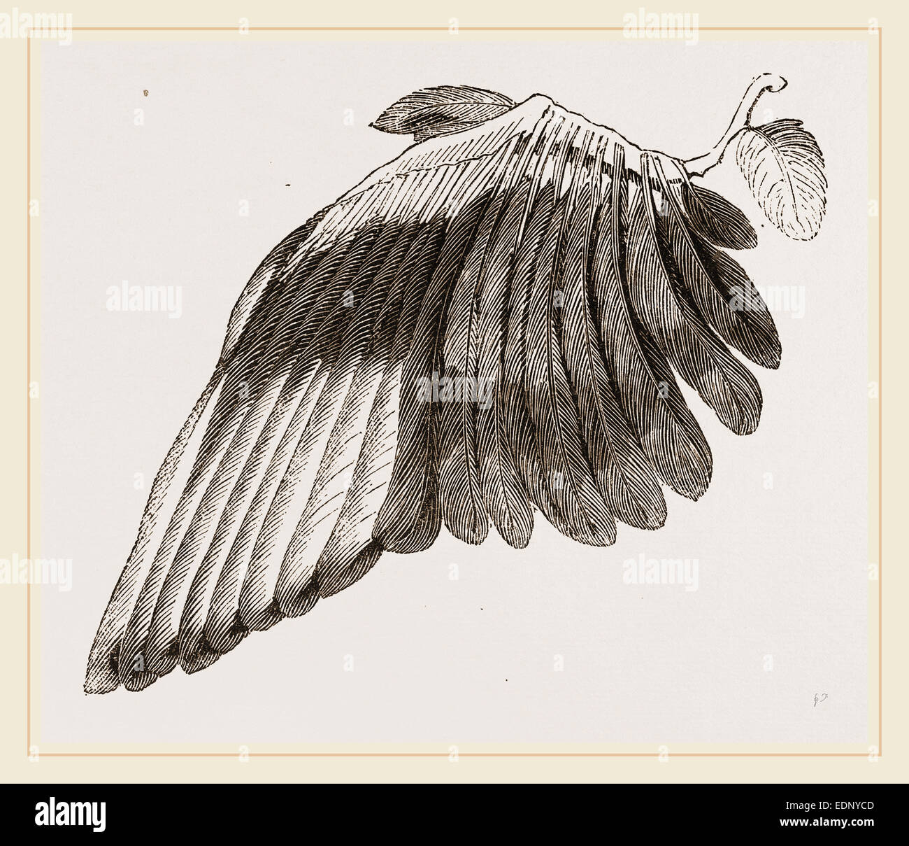 Wing of Magpie Stock Photo - Alamy