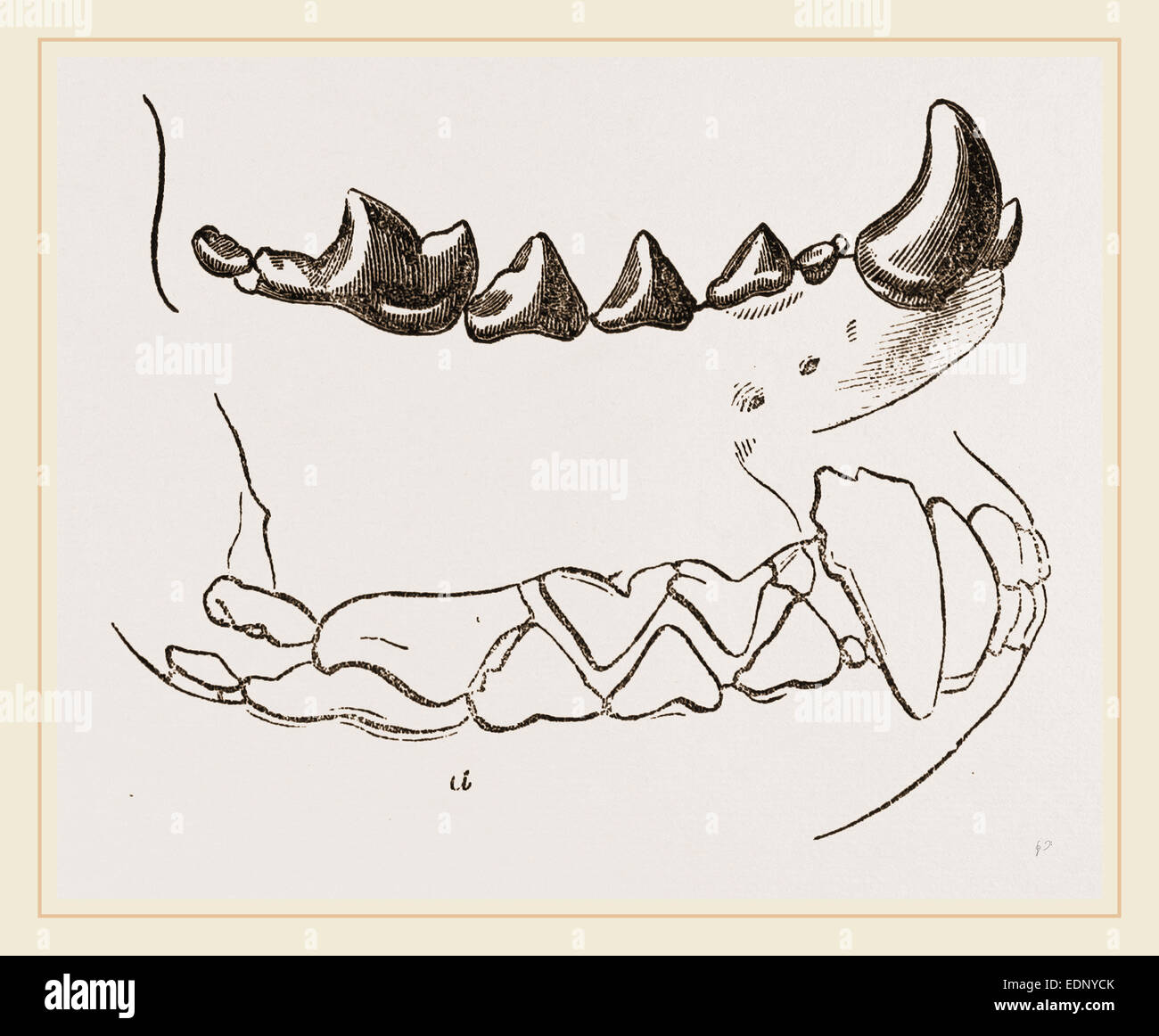 Teeth of Marten Stock Photo - Alamy