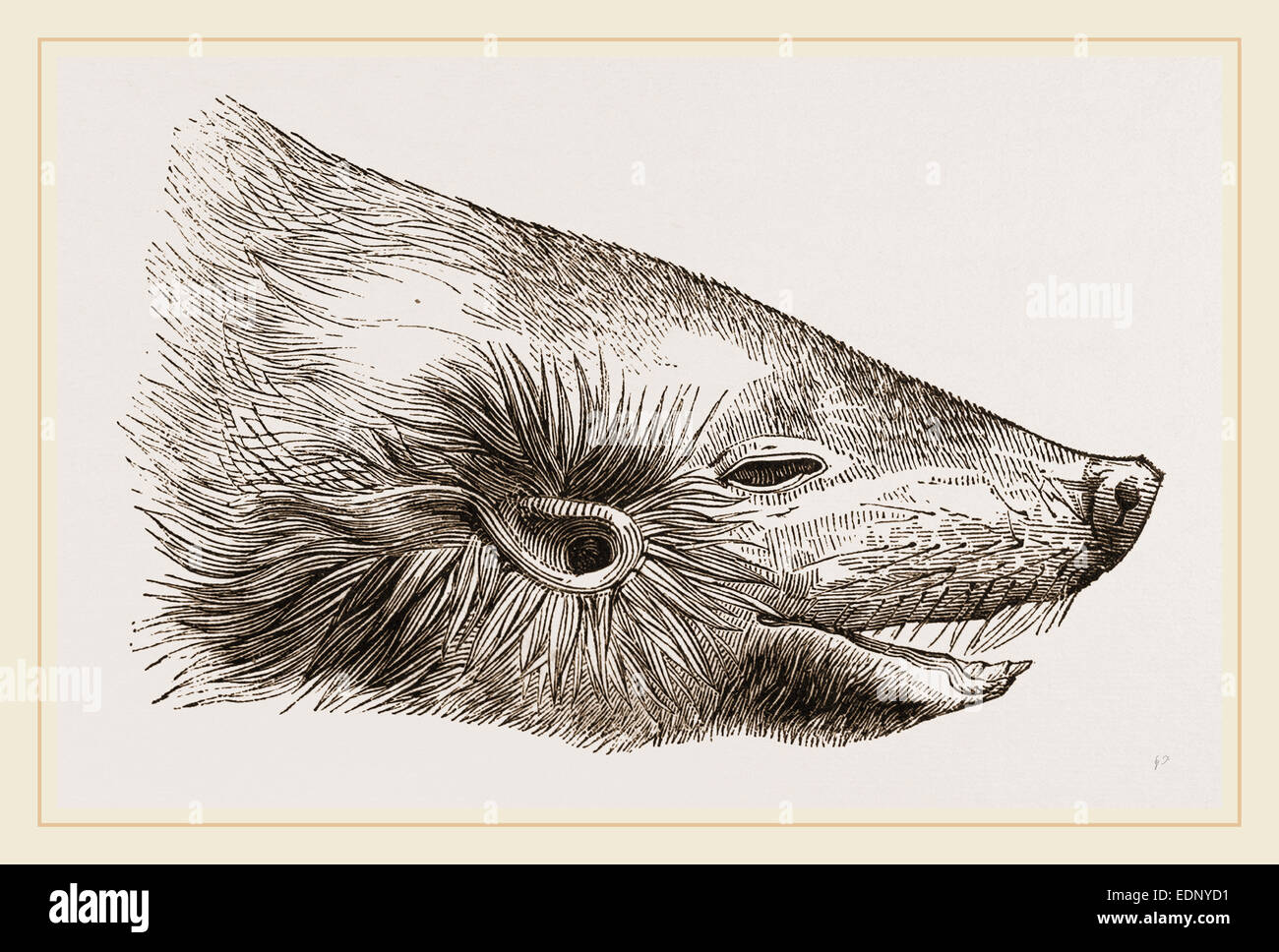 Head of Teledu Stock Photo - Alamy