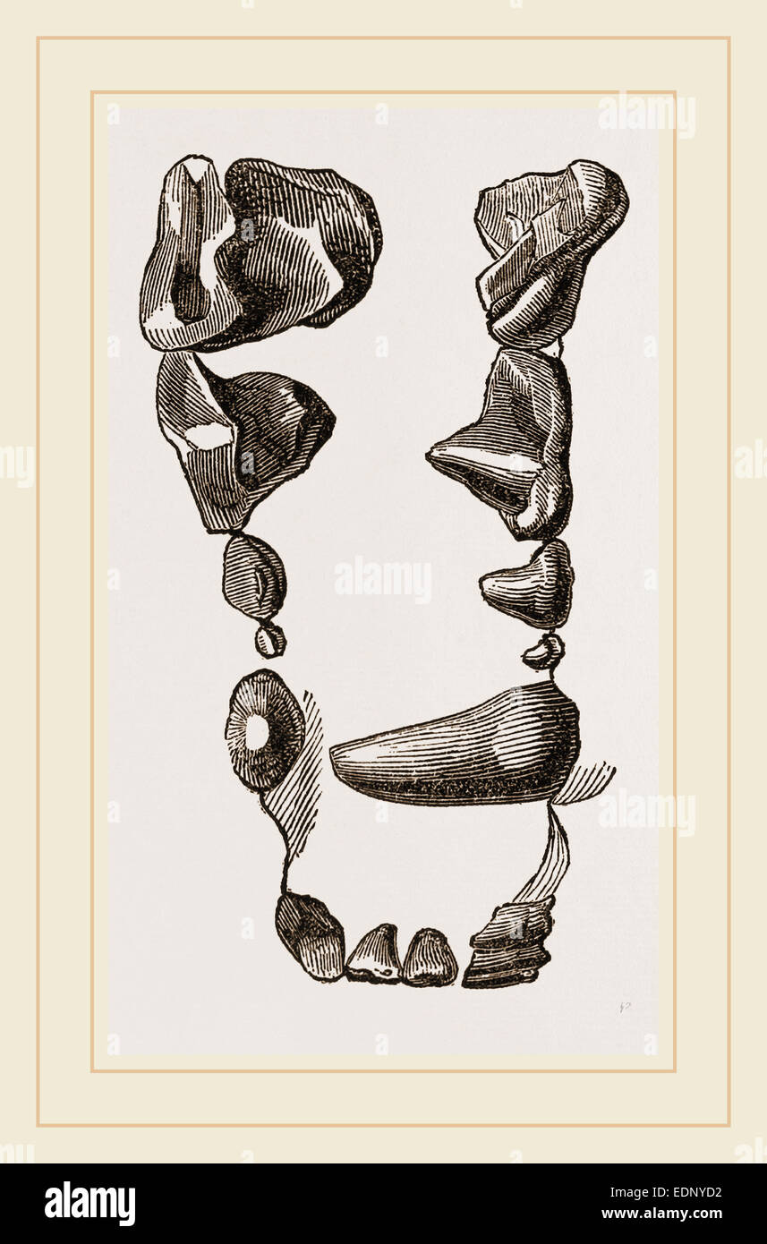 Teeth of Skunk Stock Photo - Alamy