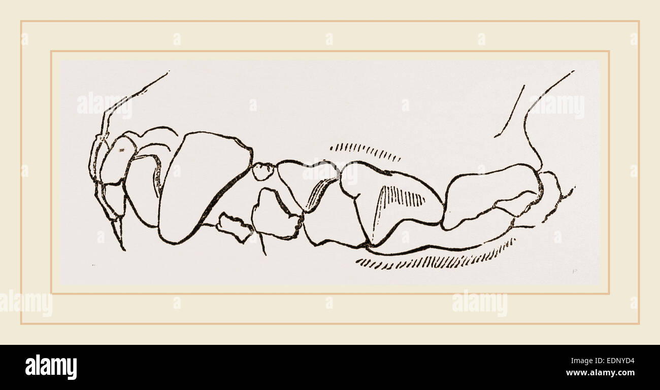 Skunk teeth hi-res stock photography and images - Alamy