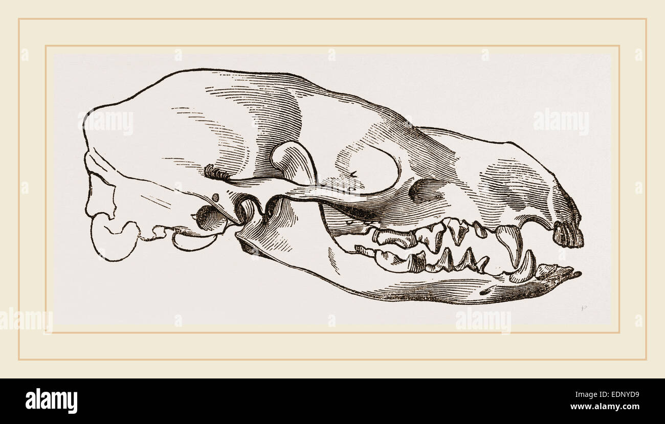 Skull of Teledu Stock Photo - Alamy