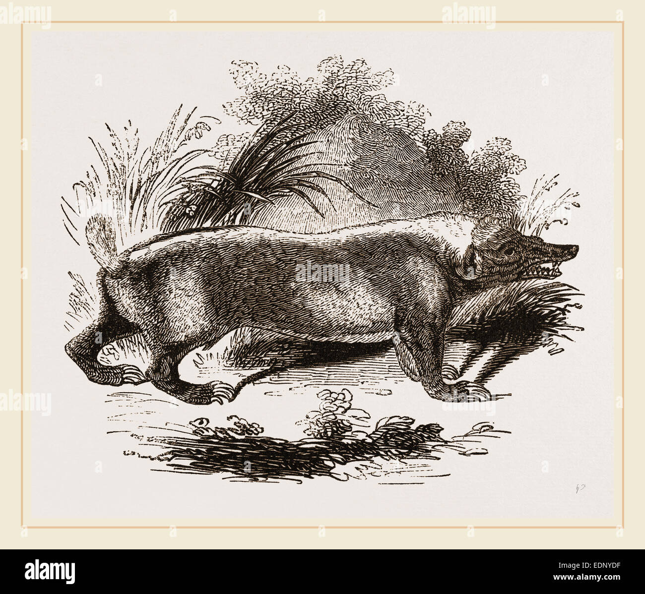 Teledu hi-res stock photography and images - Alamy