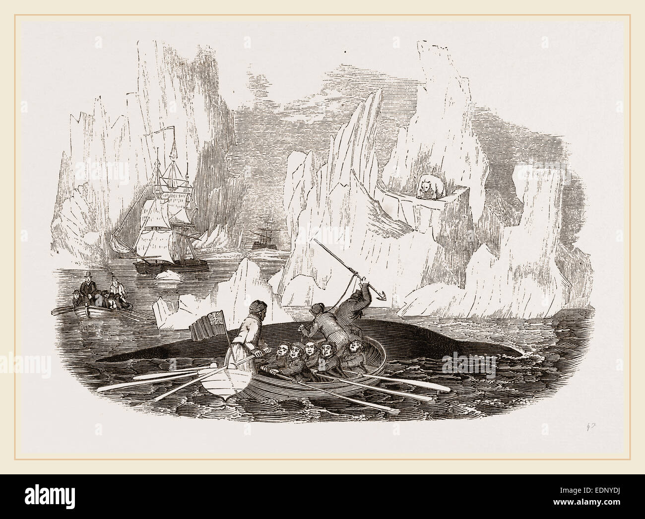 Harpooning whale hi-res stock photography and images - Alamy