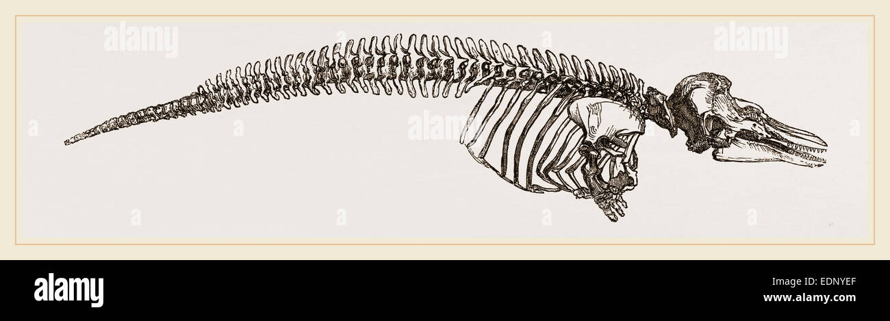 Harbor Porpoise Skeleton