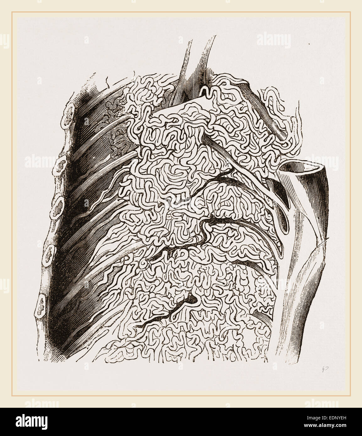 Vascular hi-res stock photography and images - Alamy